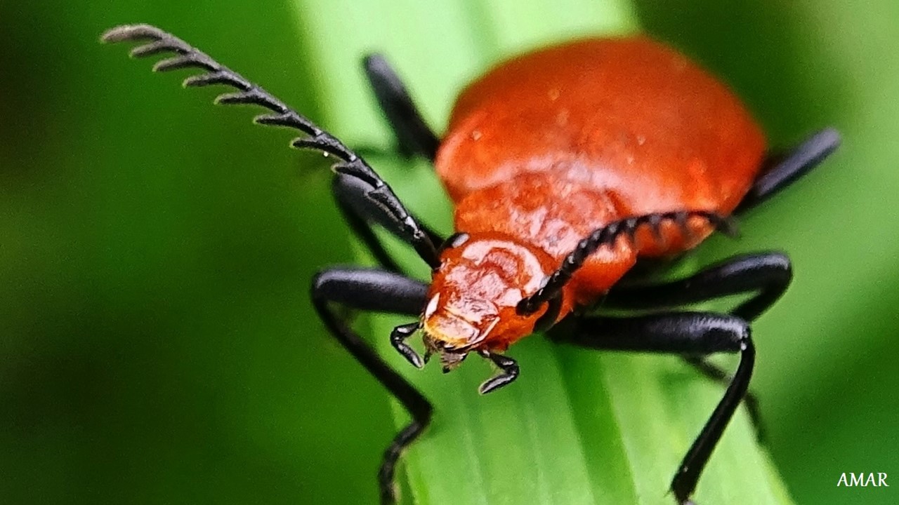 Kompasset Præsentation